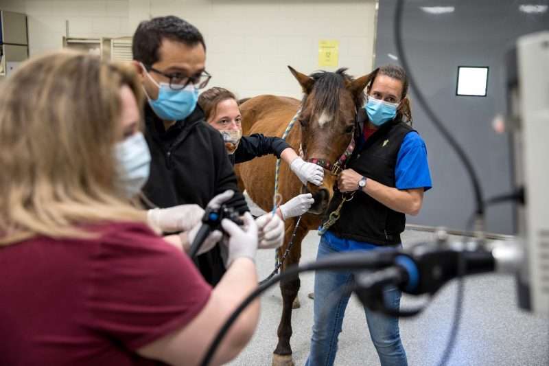 Veterinary Endoscope - Pro Scope Systems